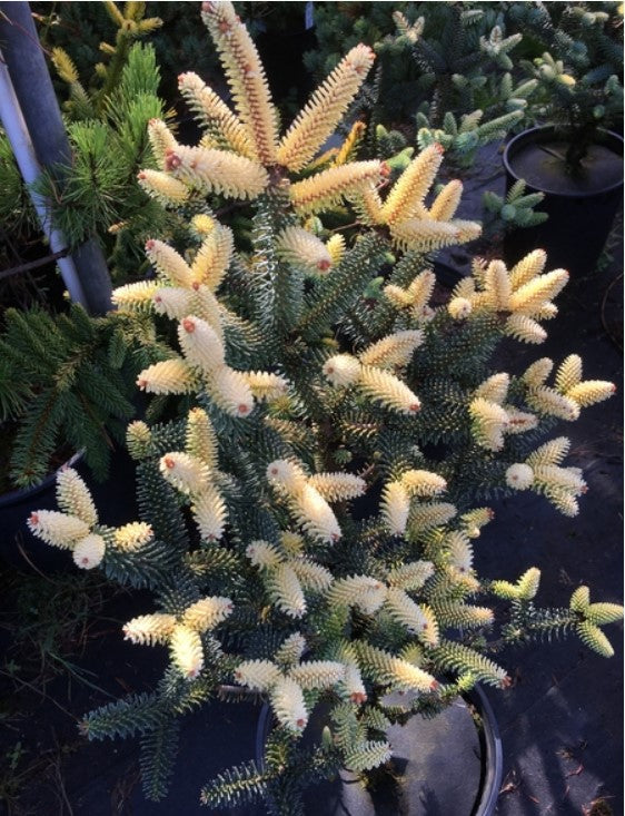 Abies pinsapo 'Aurea' (aka Golden Spanish Fir) – plant lust