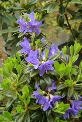 Rhododendron 'Blue Baron' – plant lust