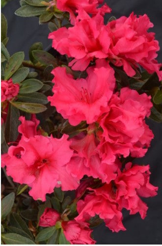 Azalea 'Red Wing' – plant lust