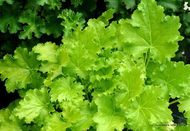 Heuchera 'Lime Rickey' – plant lust