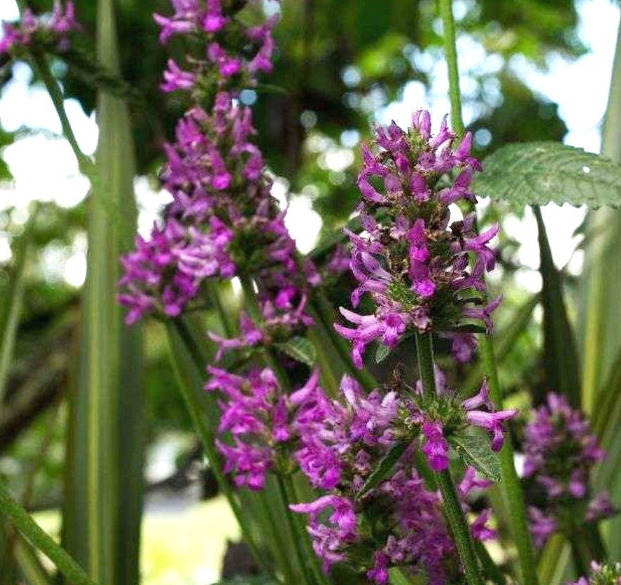 Stachys monnieri 'Hummelo' – plant lust