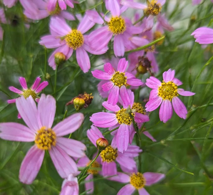 Coreopsis rosea – plant lust