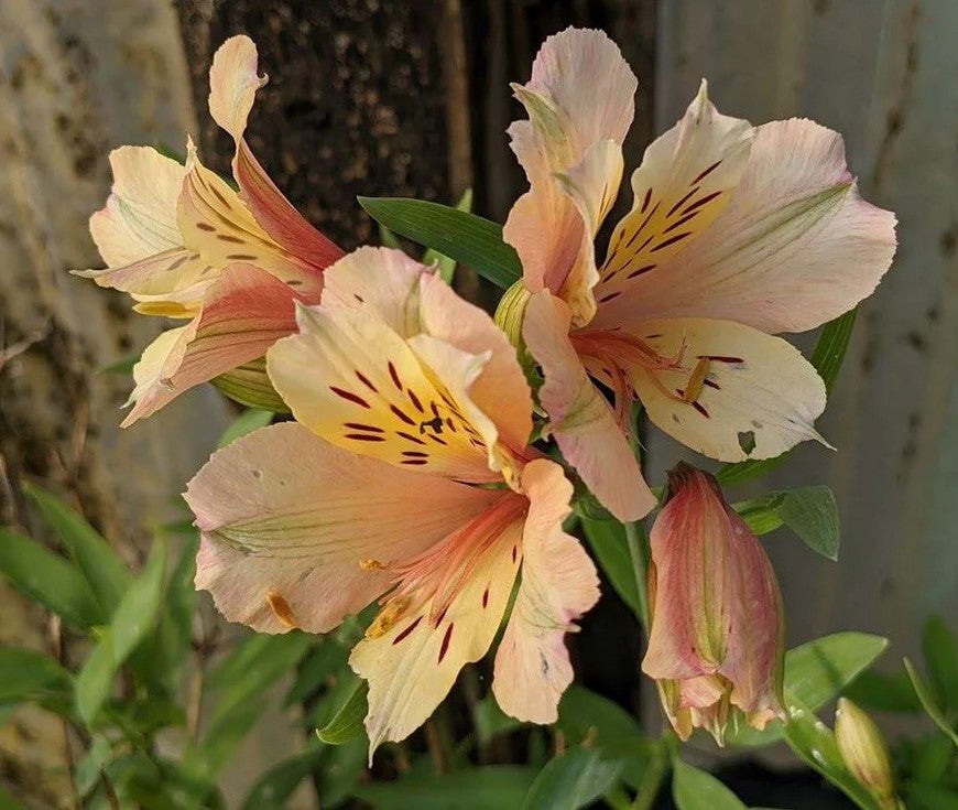 Alstroemeria 'Koice' (aka Inca Ice) – plant lust