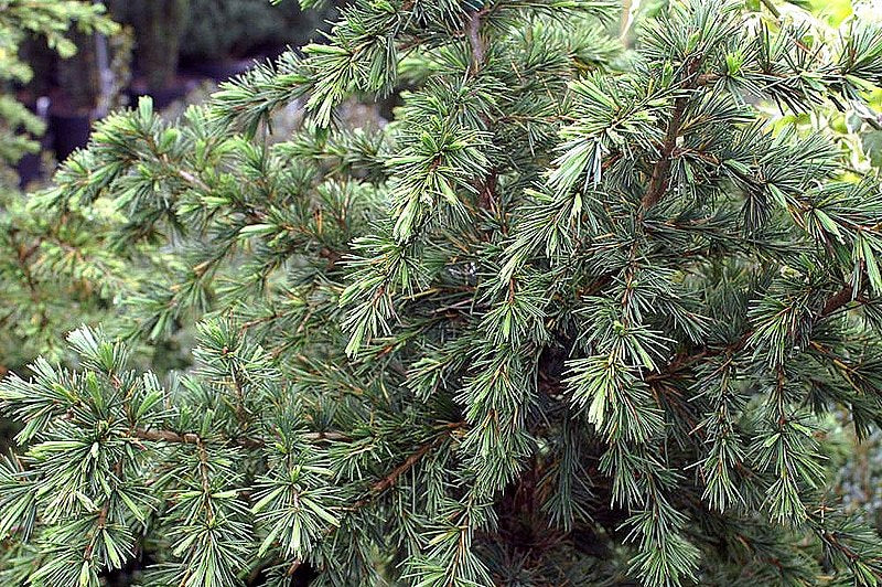 Cedrus deodara 'Divinely Blue' aka Divinely Blue Himalayan Cedar ...