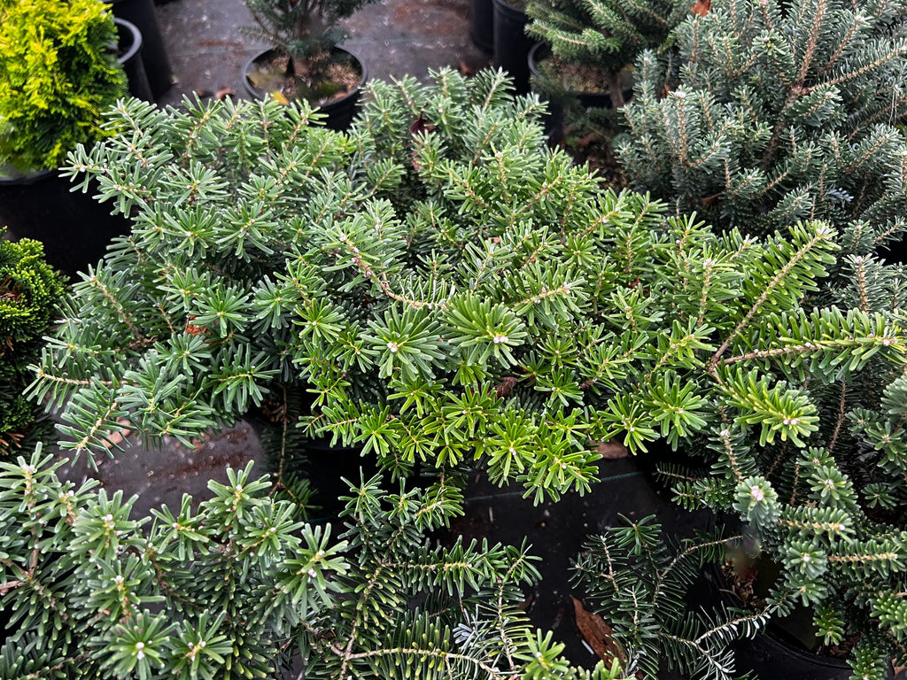 Abies koreana 'Tundra' (aka Korean Fir) – plant lust