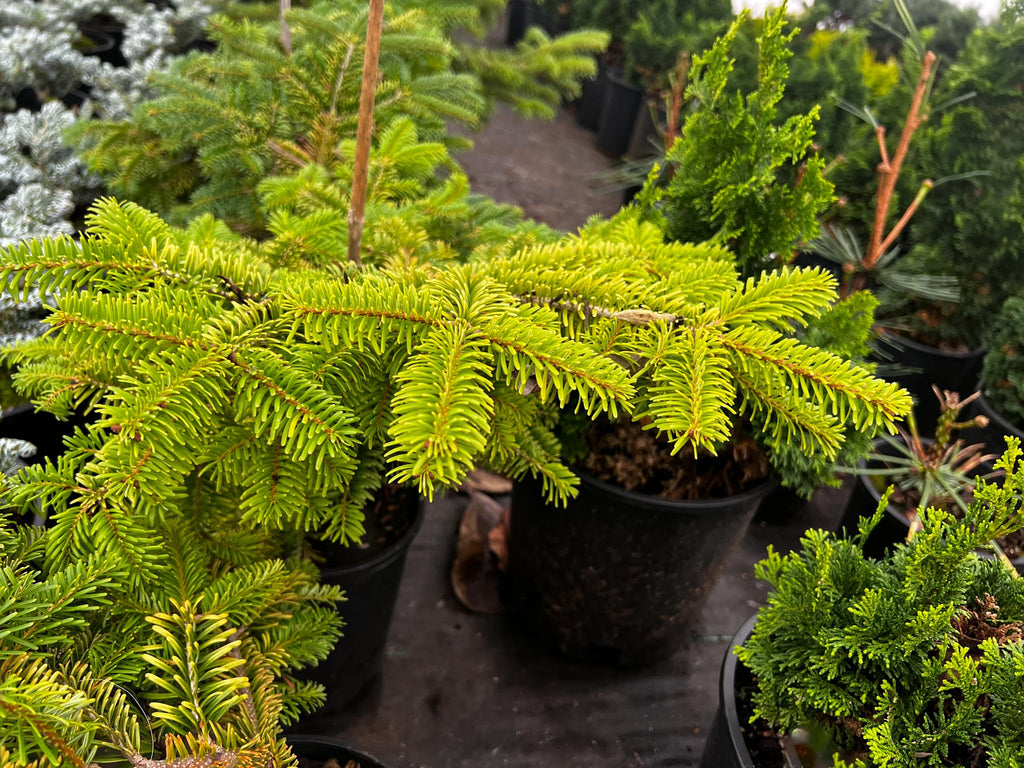 Abies nordmanniana 'Golden Spreader' (aka Nordman's Dwarf Golden Sprea ...