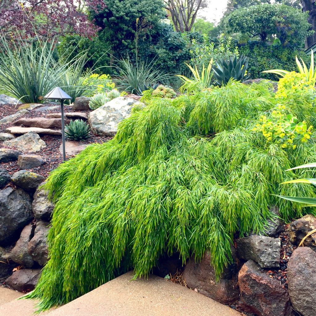 Acacia cognata 'Cousin Itt' (aka River Wattle) – plant lust
