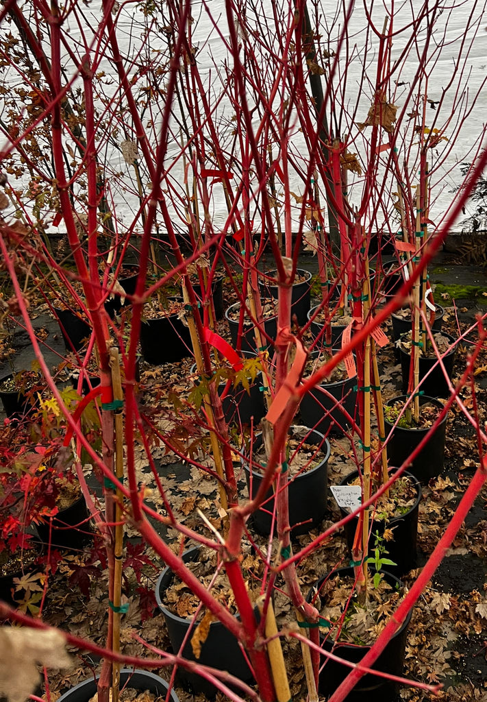 Acer circinatum 'Pacific Fire' (aka Vine Maple) – plant lust