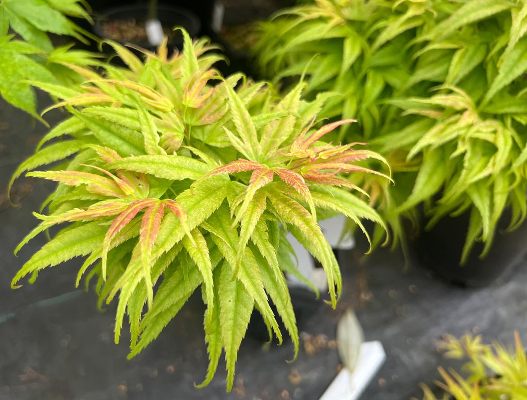 Acer palmatum 'Mystic Mikawa' aka Mystic Mikawa Japanese Maple – plant lust