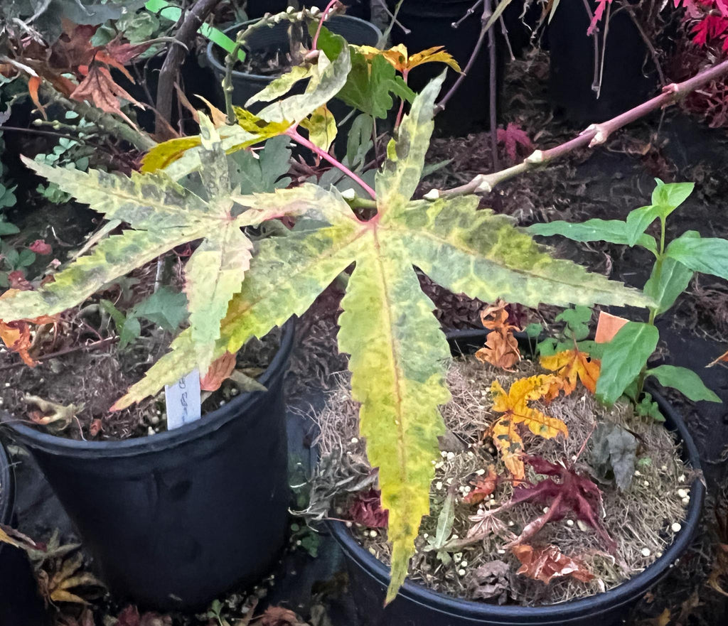 Acer palmatum 'Mystic Mikawa' aka Mystic Mikawa Japanese Maple – plant lust