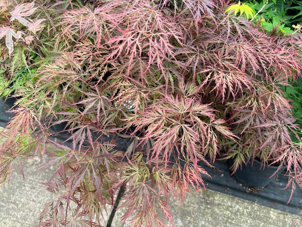Acer palmatum 'Red Dragon' (Red Dragon Japanese Maple) – plant lust