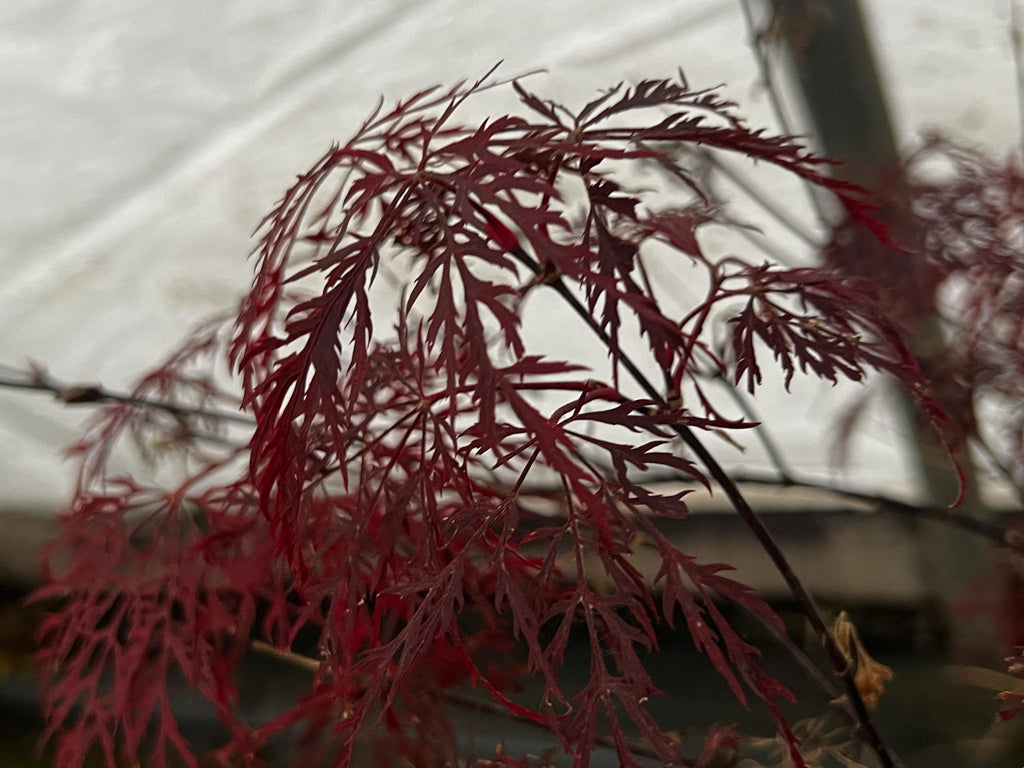 Acer palmatum 'Red Filigree Lace' (Red Filigree Lace Japanese Maple ...