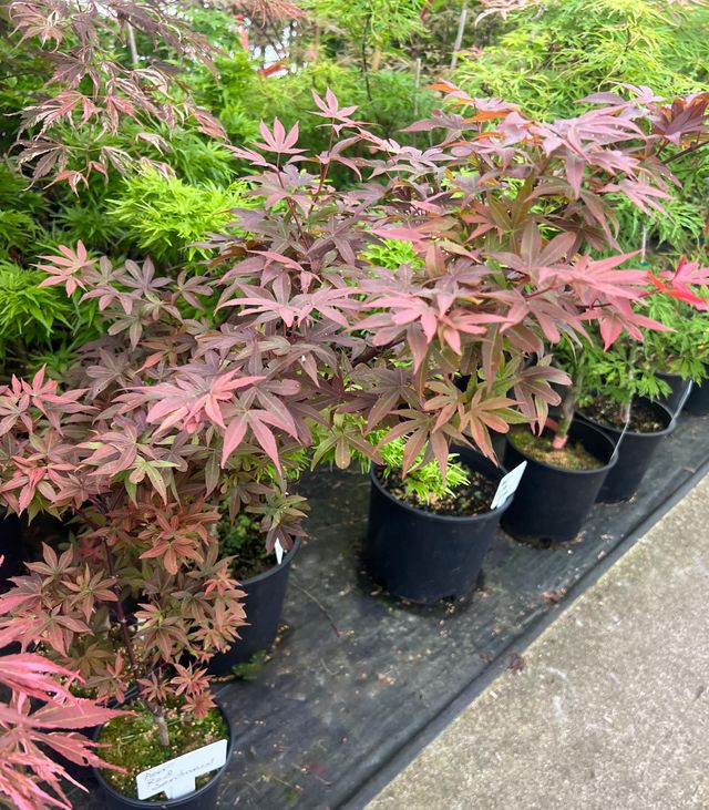 Acer palmatum 'Red Sentinel' (aka 'Twombly's Red Sentinel,' Japanese M ...