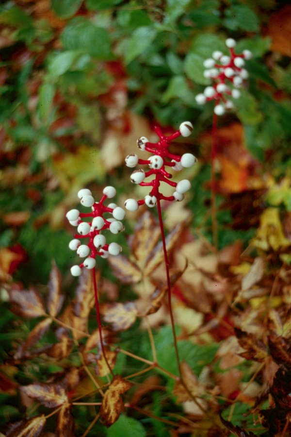Actaea pachypoda (Doll's Eyes) – plant lust