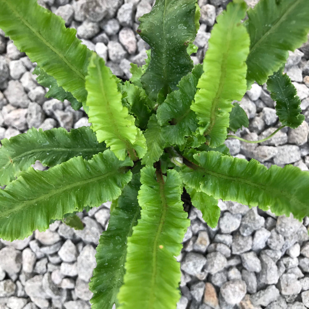 Asplenium scolopendrium 'Angustatum' (aka Hart's Tongue Fern) – plant lust