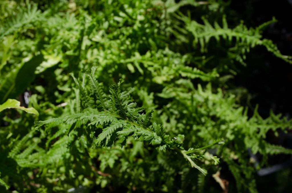 Athyrium filix-femina 'Victoriae' (aka Victorian Lady Fern) – plant lust