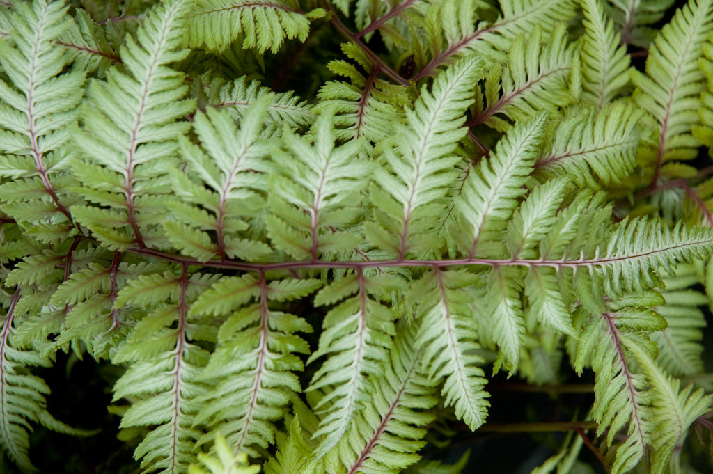 Anisocampium niponicum var. pictum 'Applecourt' (aka Athyrium niponicu ...