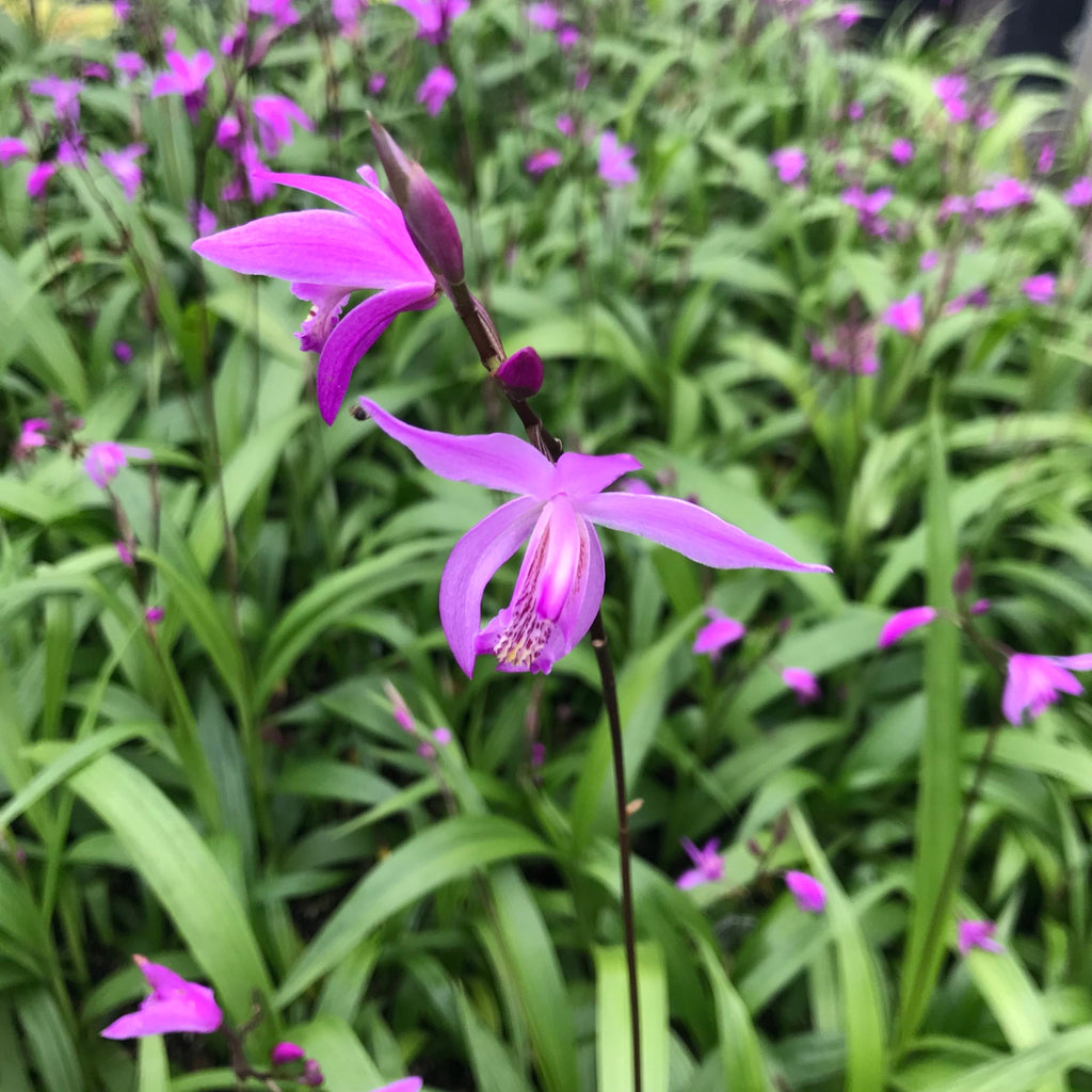 Bletilla striata ‘Yokohama' – plant lust