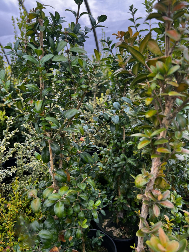 Buxus sempervirens 'Dee Runk' – plant lust