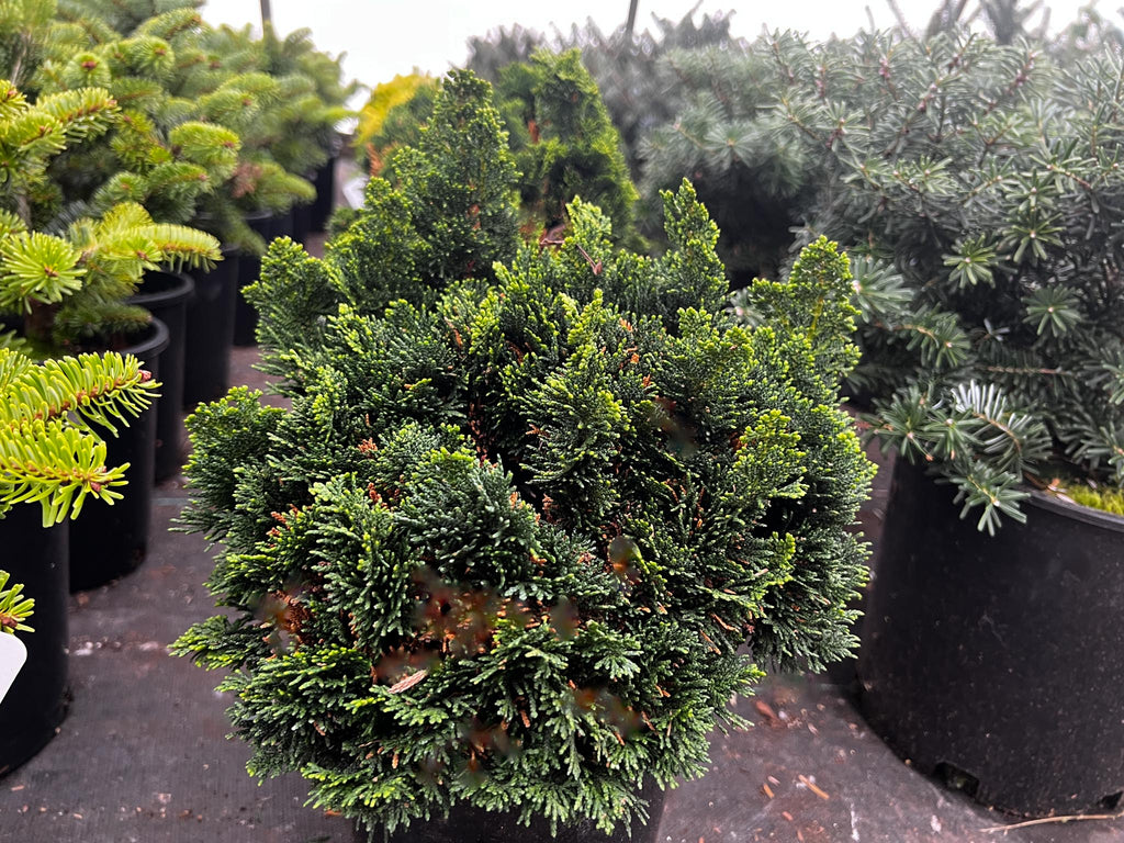 Chamaecyparis obtusa 'Bess' – plant lust