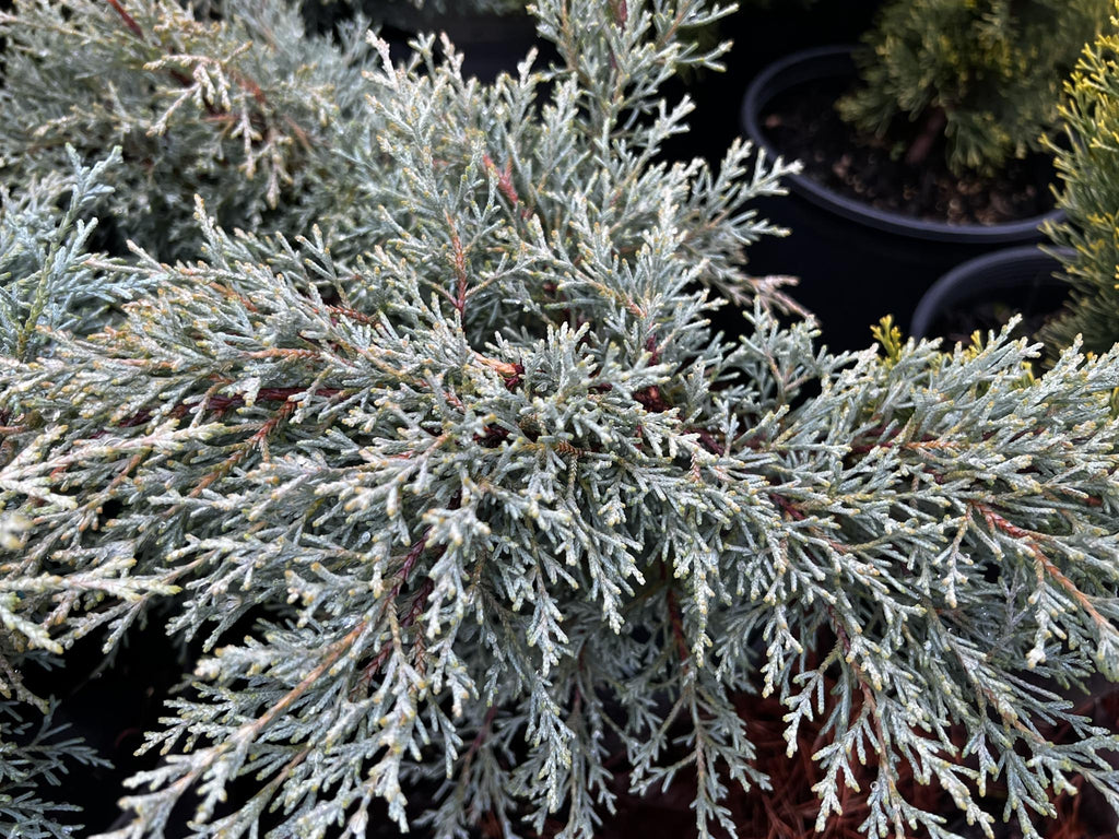 Cupressus macrocarpa 'Greenstead Magnificent' – plant lust