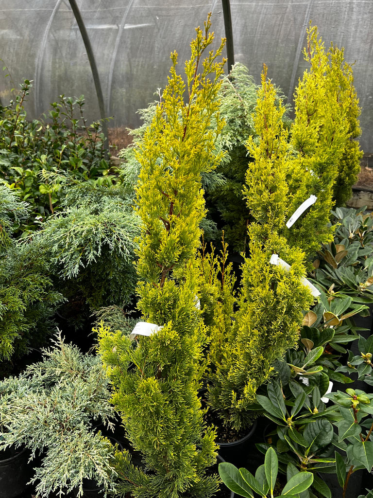 Cupressus sempervirens 'Swane's Golden' – plant lust