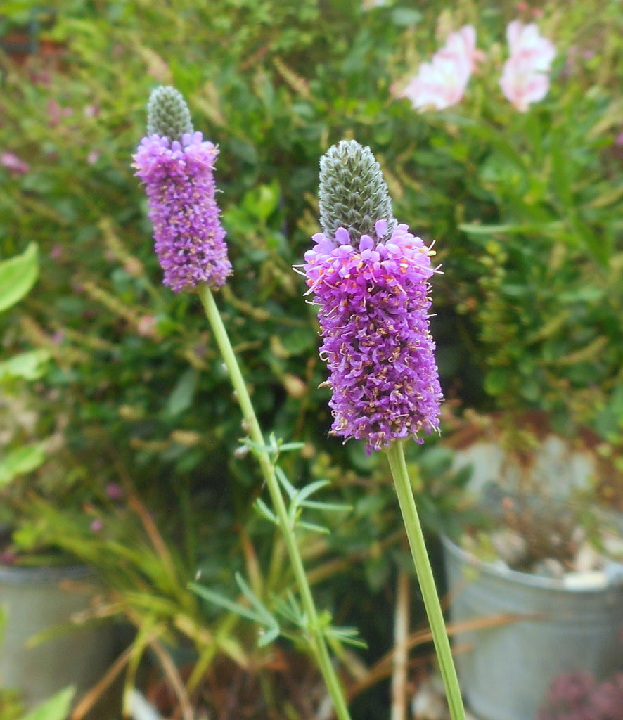 Dalea purpurea 'Stephanie ' – plant lust