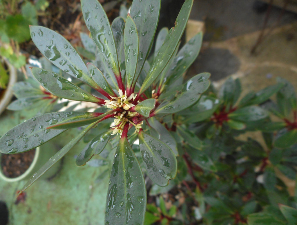 Drimys lanceolata – plant lust