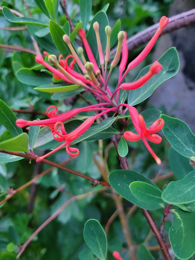 Embothrium coccineum – plant lust