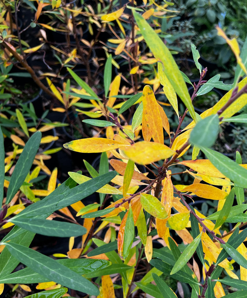 Embothrium coccineum – plant lust