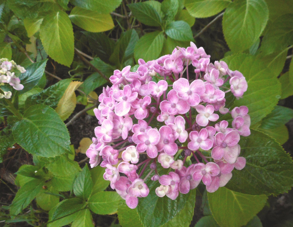 Hydrangea macrophylla 'Ayesha' – plant lust