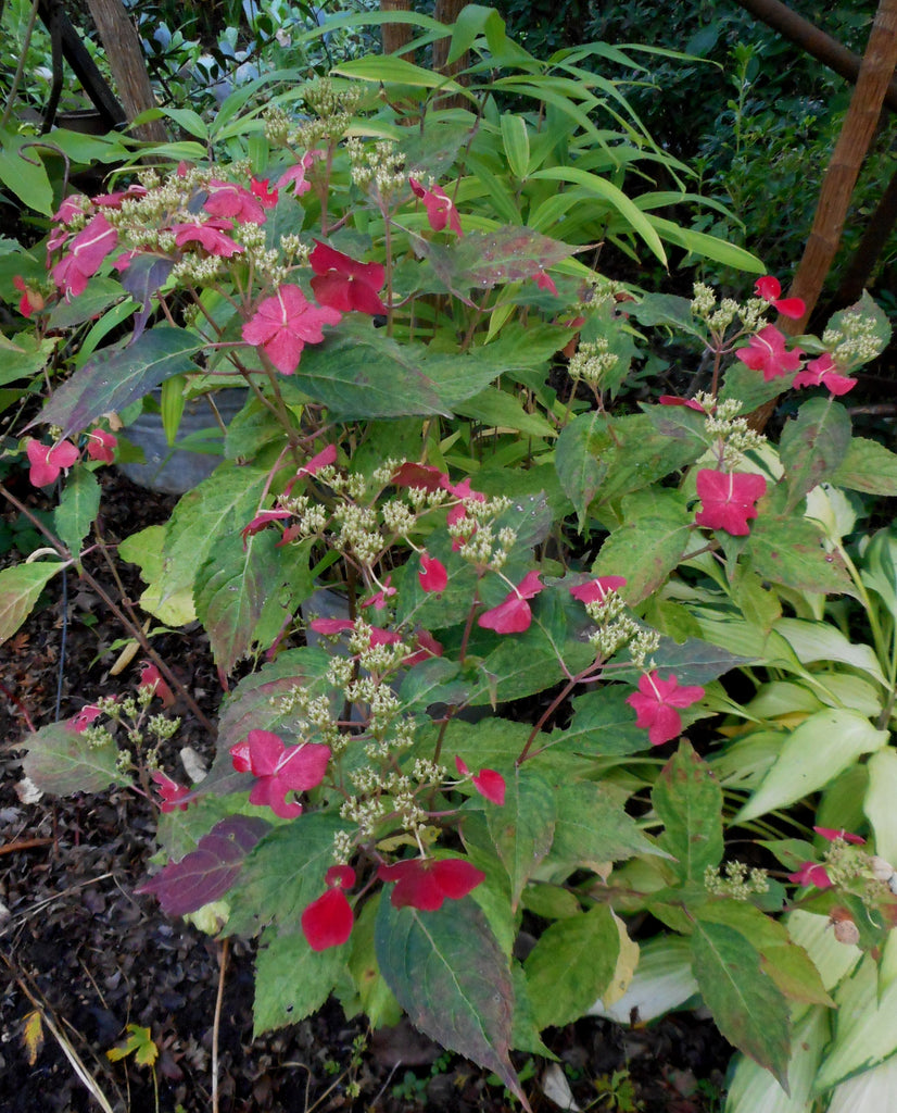 Hydrangea serrata 'O Amacha Nishiki' – plant lust