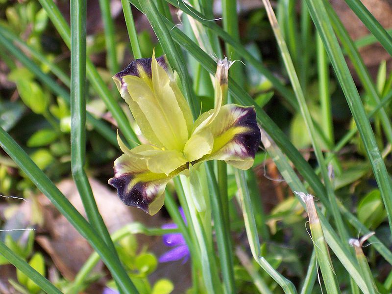 Iris tuberosa (aka Hermodactylis tuberosus) – plant lust