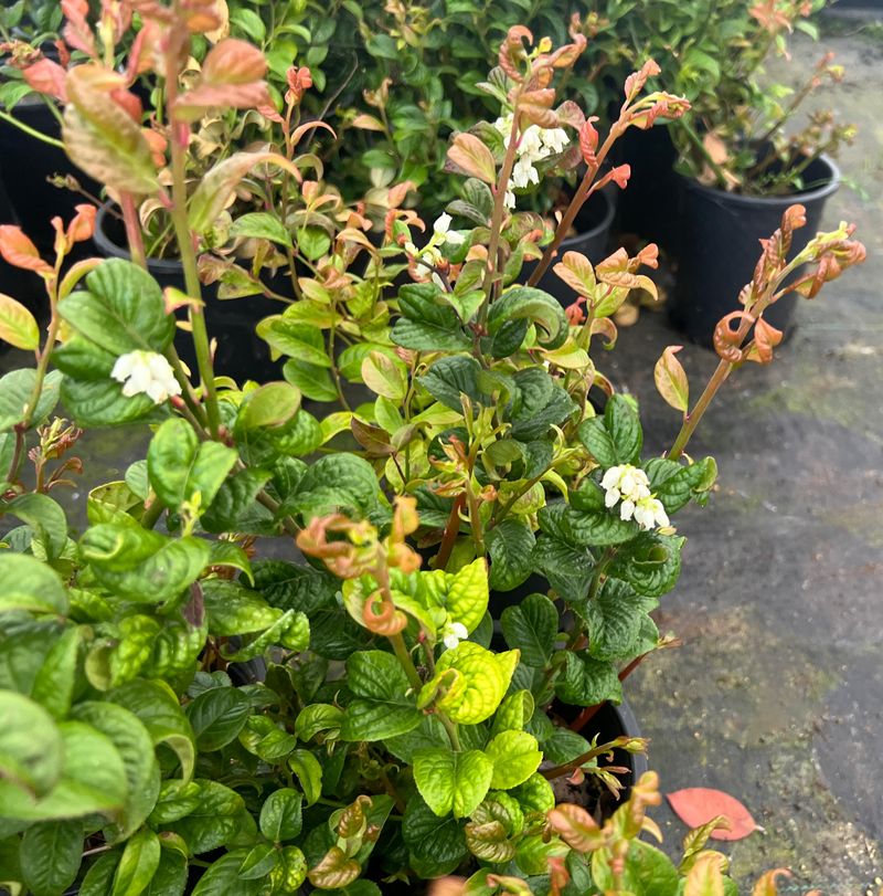 Leucothoe axillaris 'Curly Red' – plant lust