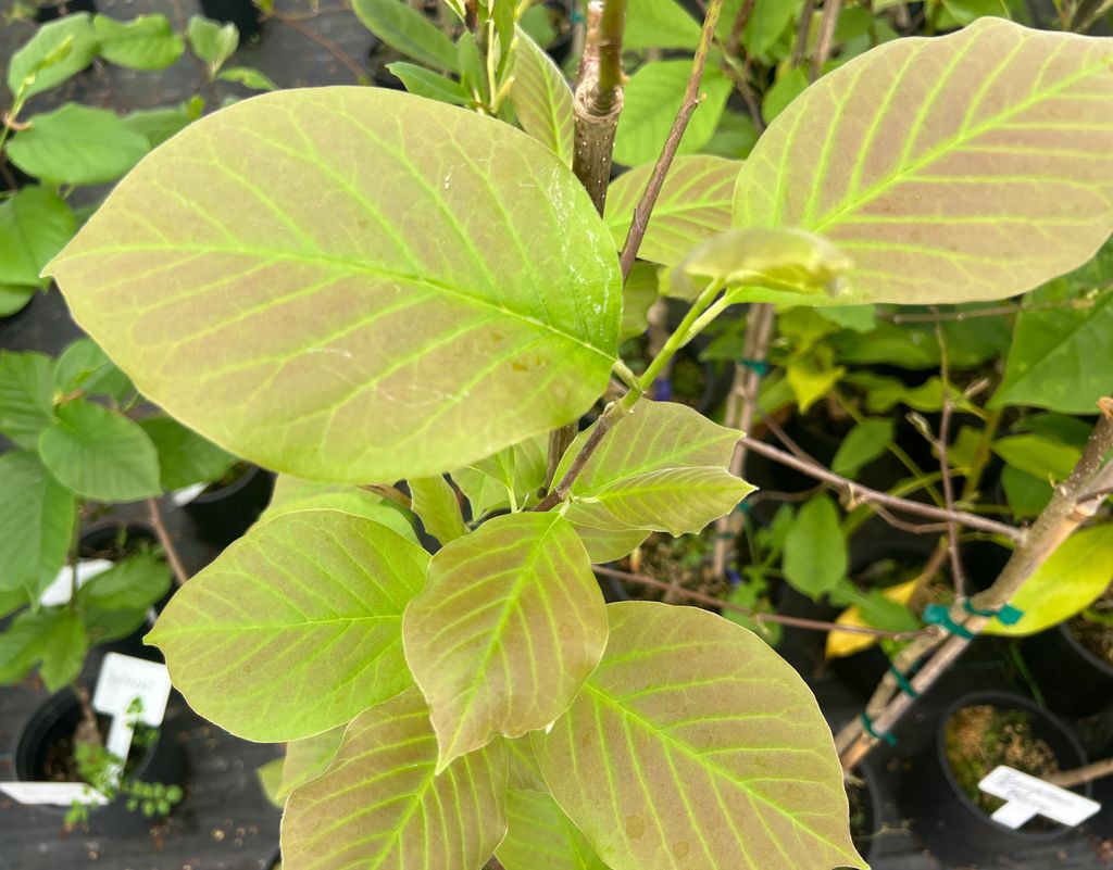 Magnolia 'Solar Flair' – plant lust