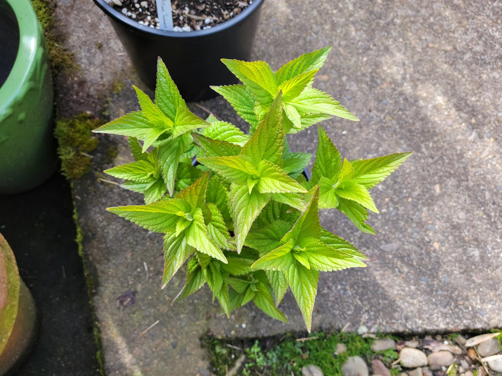 Nepeta 'Blue Prelude' (Blue Prelude Catmint) – plant lust