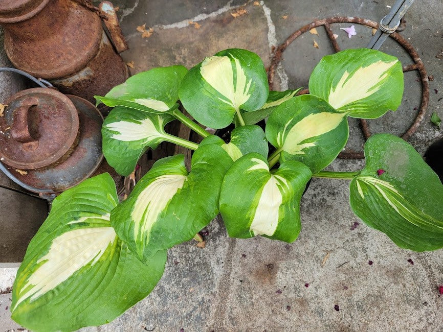 Hosta 'Dream Weaver' – plant lust