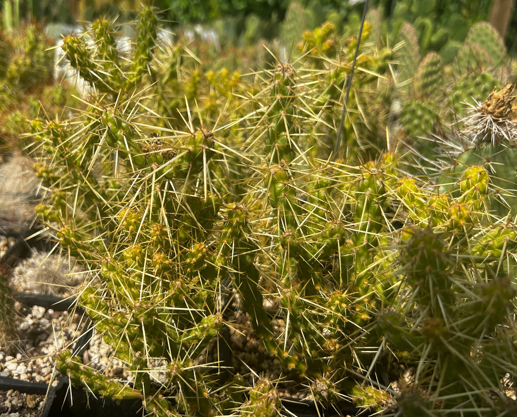 Cylindropuntia whipplei 'Wah Wah' (aka Opuntia whipplei 'Wah Wah ...