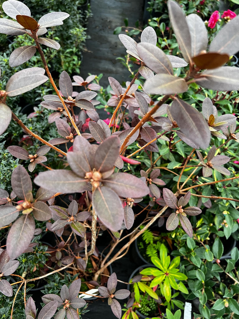 Rhododendron 'PJM' – plant lust