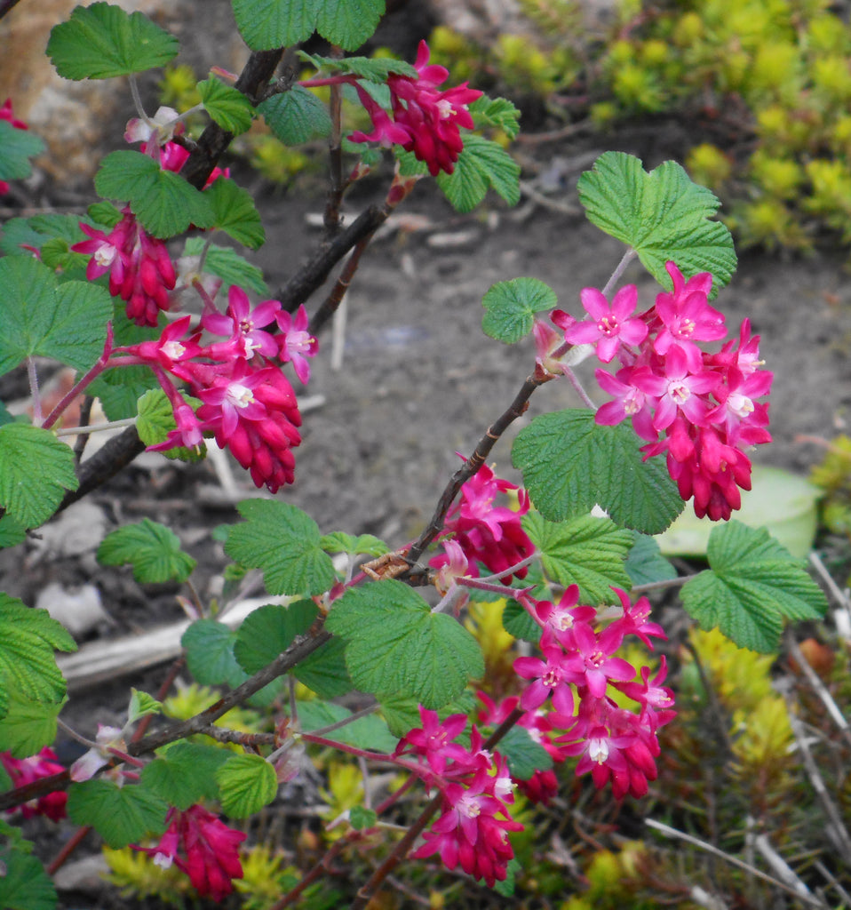 Ribes sanguineum 'King Edward VII' – plant lust