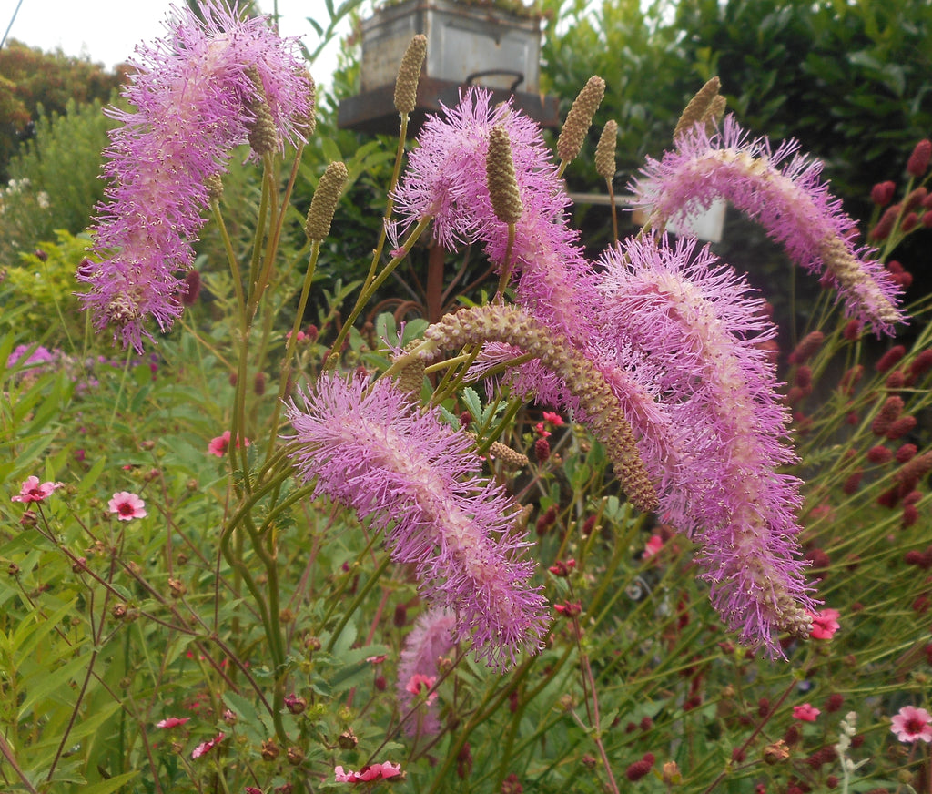 Sanguisorba hakusanensis 'Lilac Squirrel' – plant lust