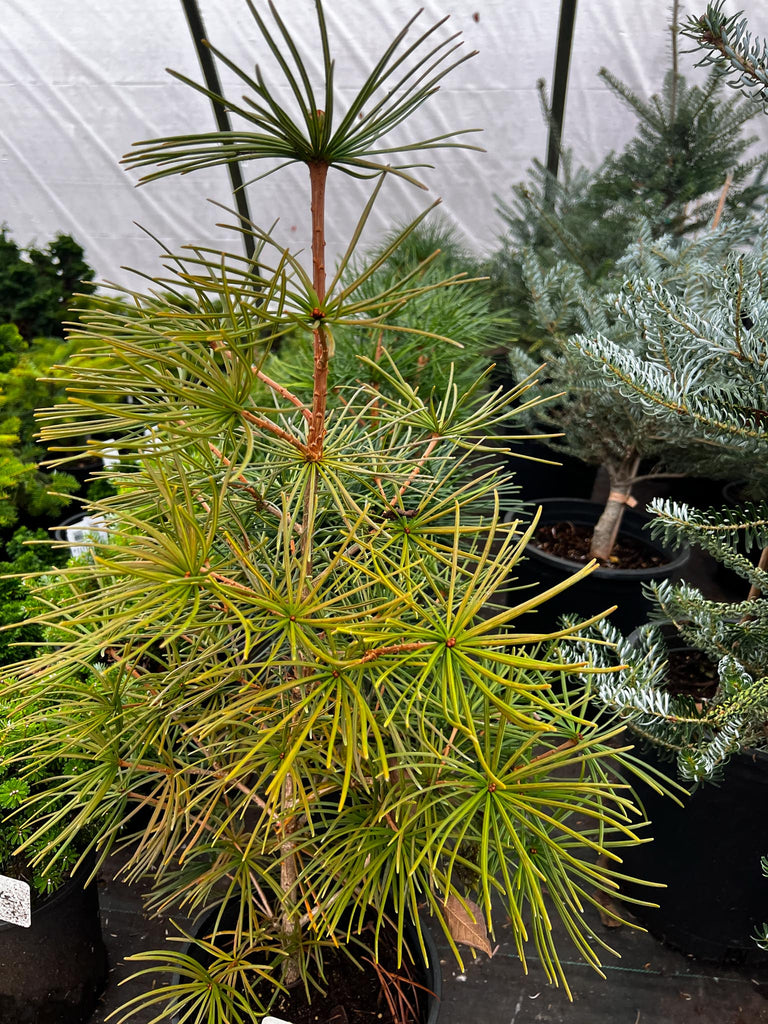 Sciadopitys verticillata – plant lust