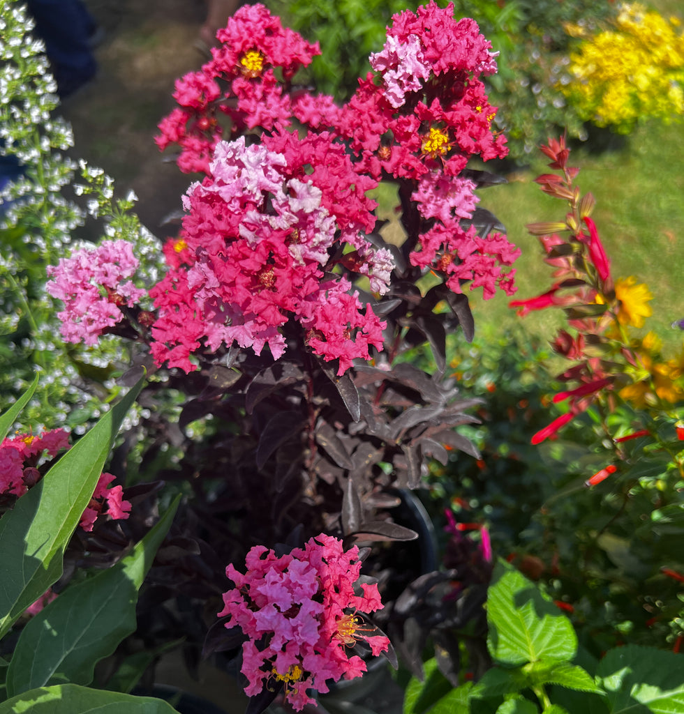 Lagerstroemia 'SMNLCIBF' (aka Center Stage® Red) – plant lust