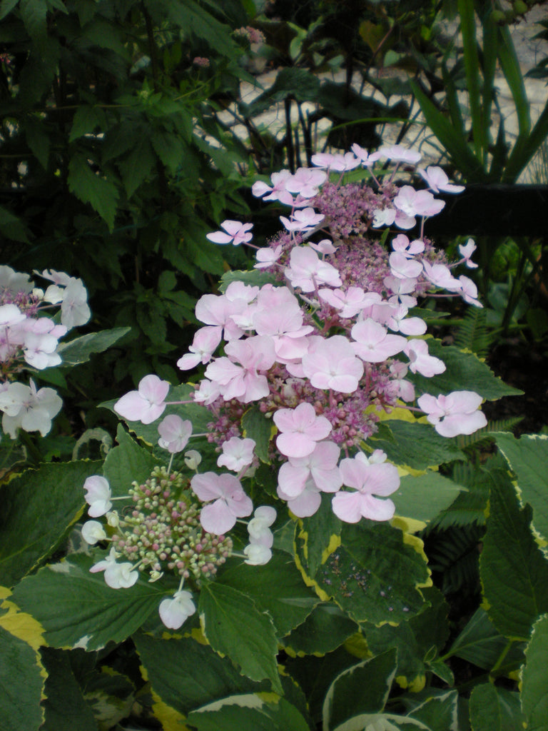 Hydrangea macrophylla 'Lemon Wave' – plant lust