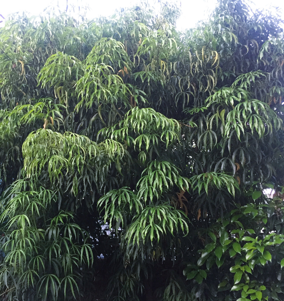 Metapanax delavayi (aka Nothopanax delavayi) – plant lust