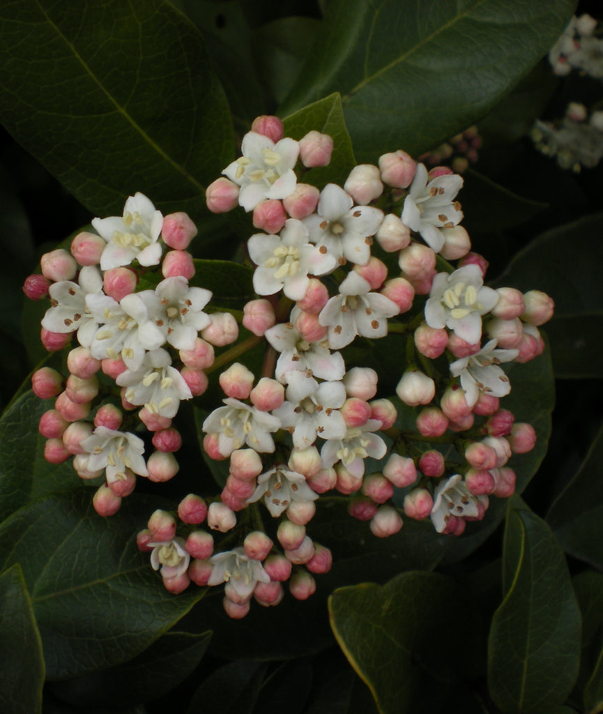 Viburnum carlesii 'Compacta' – plant lust
