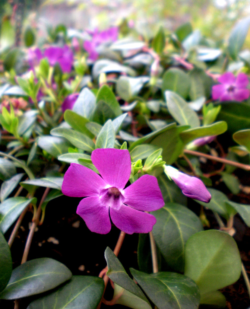 Vinca minor 'Atropurpurea' - Wine Periwinkle – plant lust
