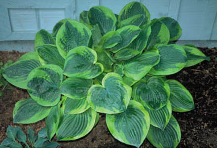 Hosta 'Abiqua Moonbeam' – plant lust