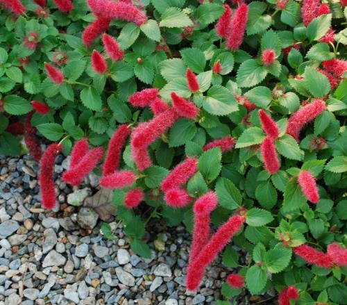 Acalypha pendula 'Firetail' (aka Dwarf Chenille, Acalypha pendula ...