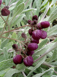 Calceolaria arachnoidea – plant lust